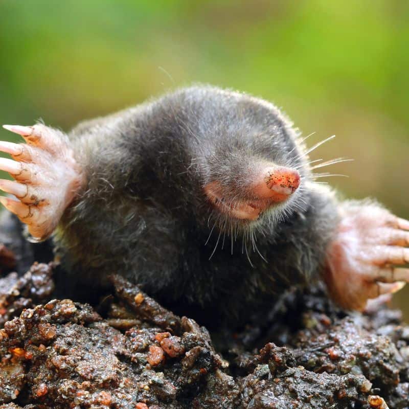 Vakondriasztás hatékonyan, profi vakondriasztó szolgáltatás - Rovarstop ...