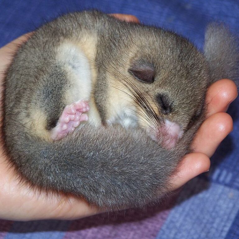 A nagy pele - a házak kicsiny réme - Rovarstop.info